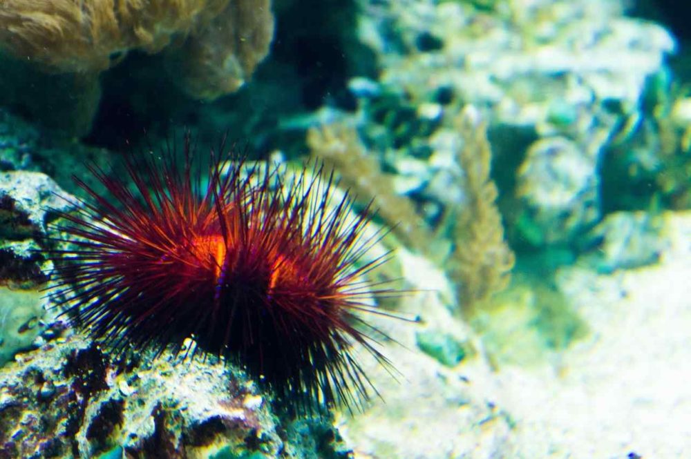 Top 15 longest living animals