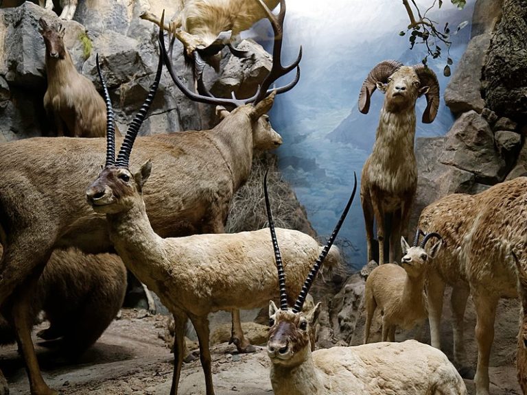 Top 10 Chinese Animals In The World