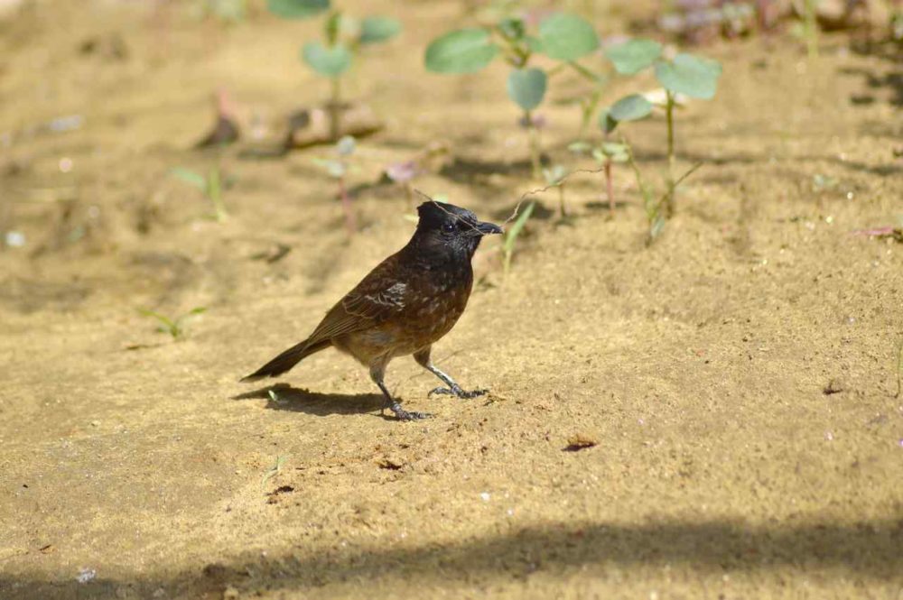 Top 10 Migratory Birds In The World