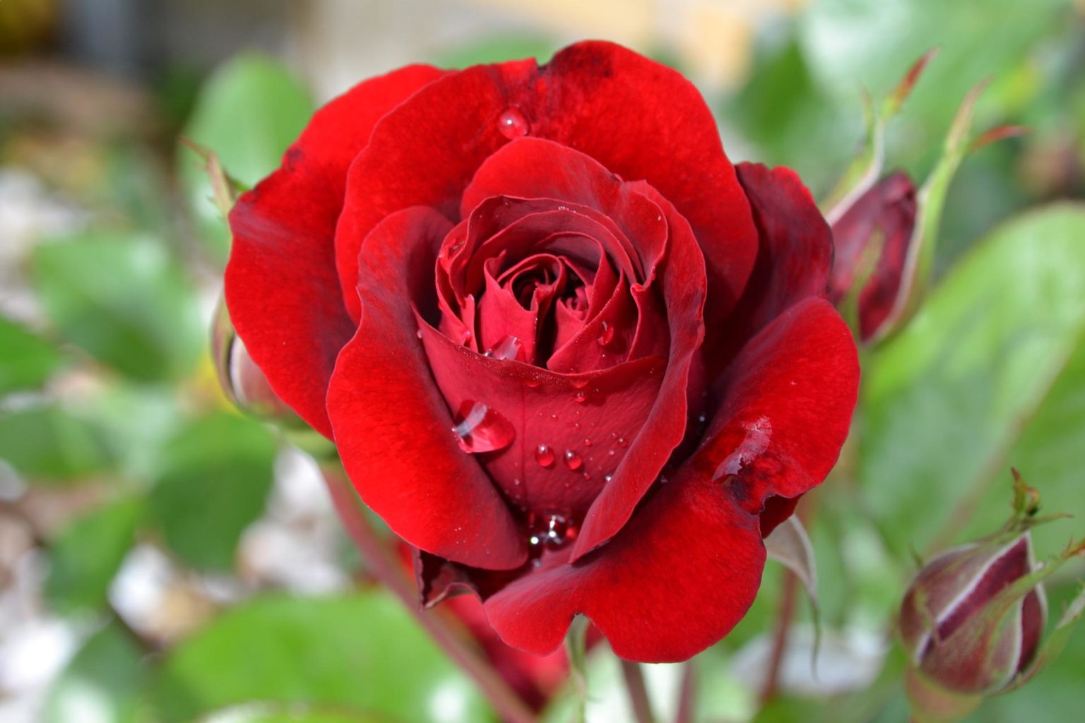 Top 10 Most Beautiful Roses In The World