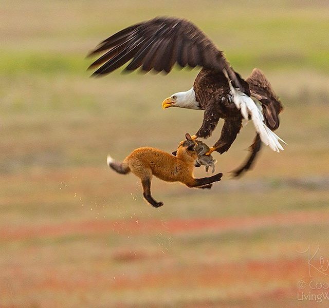 Photographer Captures Incredible Battle Between Eagle and Fox in Nature