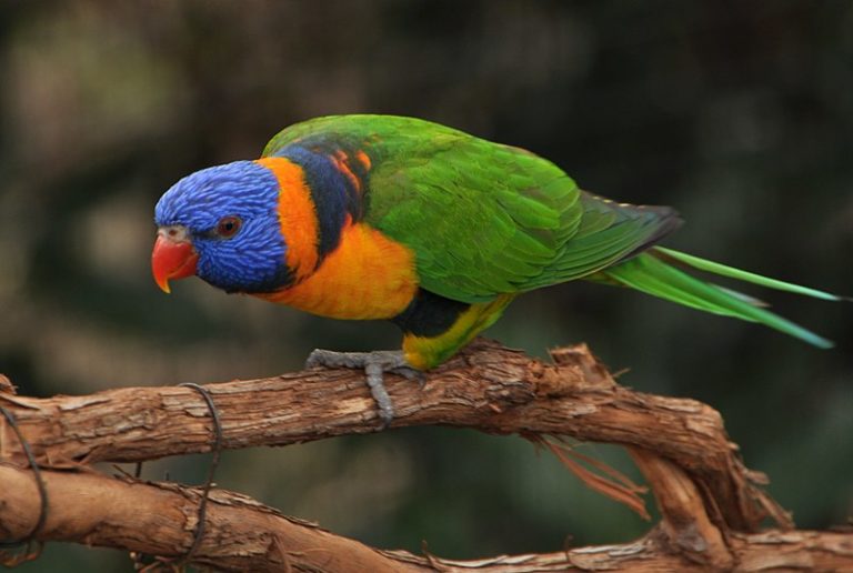 A List of 30+ Different Types of Parrots