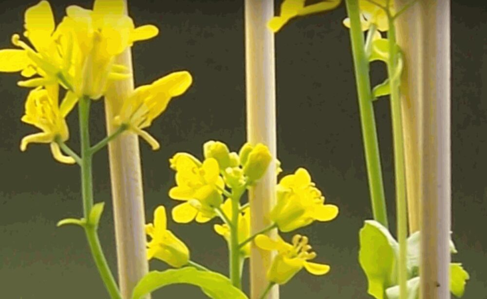 Top 12 Fastest Growing Plants In The World