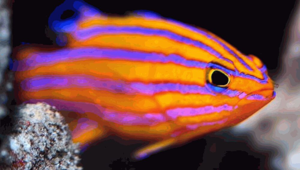 Top 15 Most Beautiful Fishes in the World