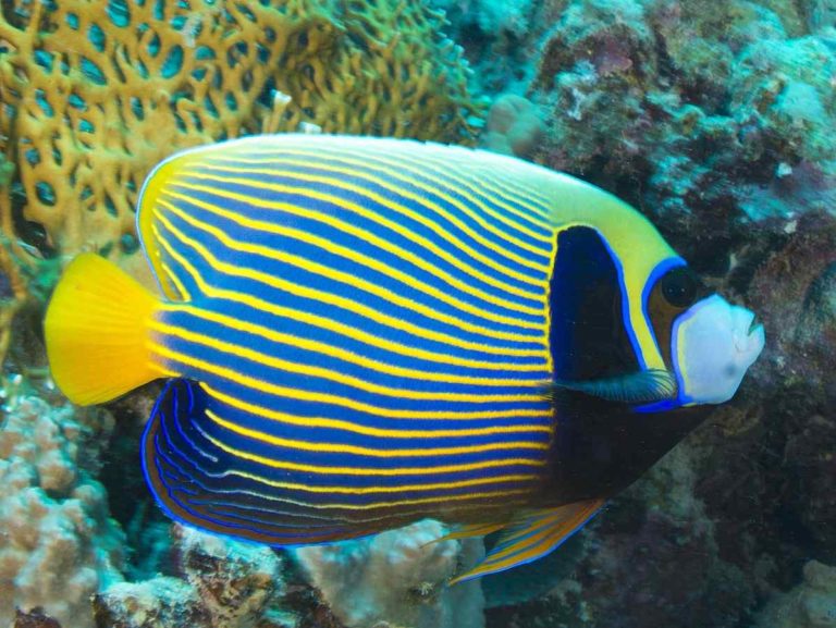 Top 15 Most Beautiful Fishes in the World