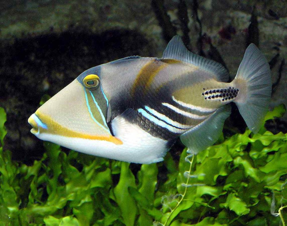 Top 15 Most Beautiful Fishes in the World