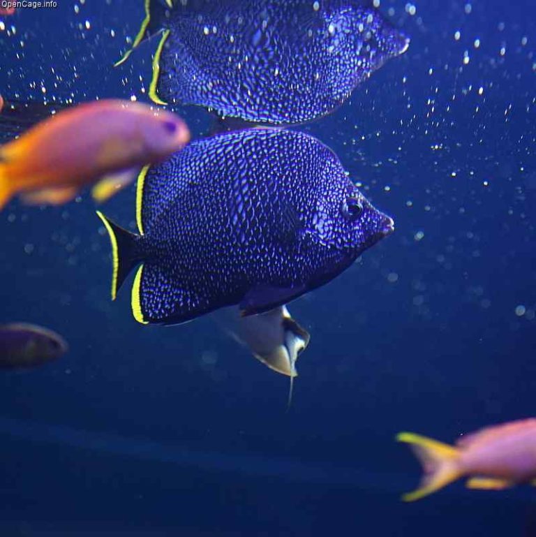 Top 15 Most Beautiful Fishes in the World