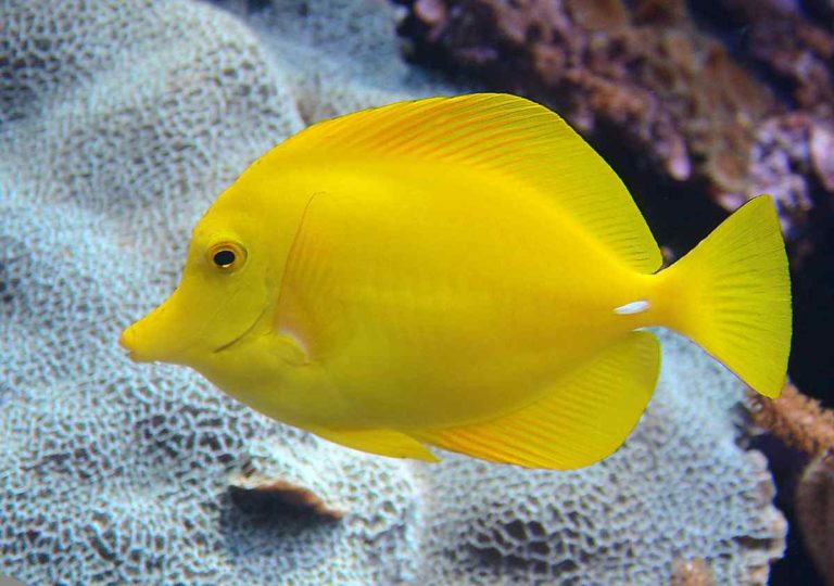 Top 15 Most Beautiful Fishes in the World
