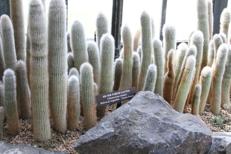 Top 10 Most Strange Desert Plants