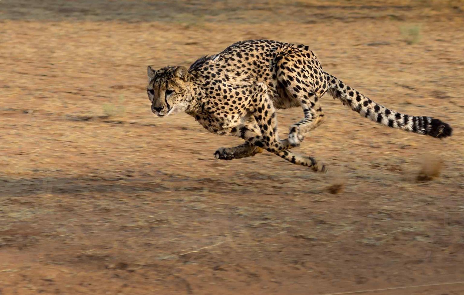 Top 10 Wild Animals in the World