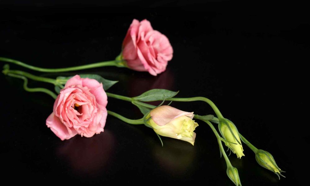 20 Beautiful Rare Flowers In The World