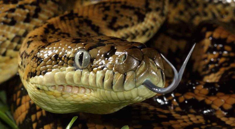 11 Largest Living Snakes In the World