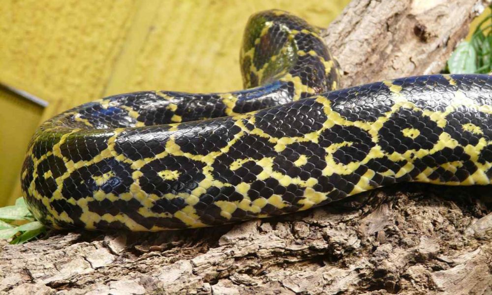 11 Largest Living Snakes In the World