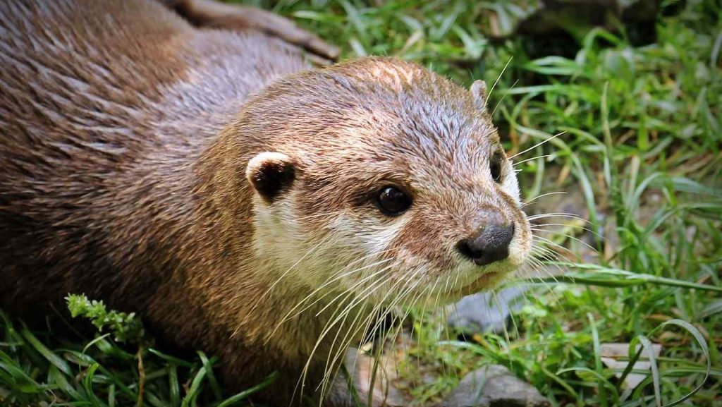 Why Otters Are Endangered?