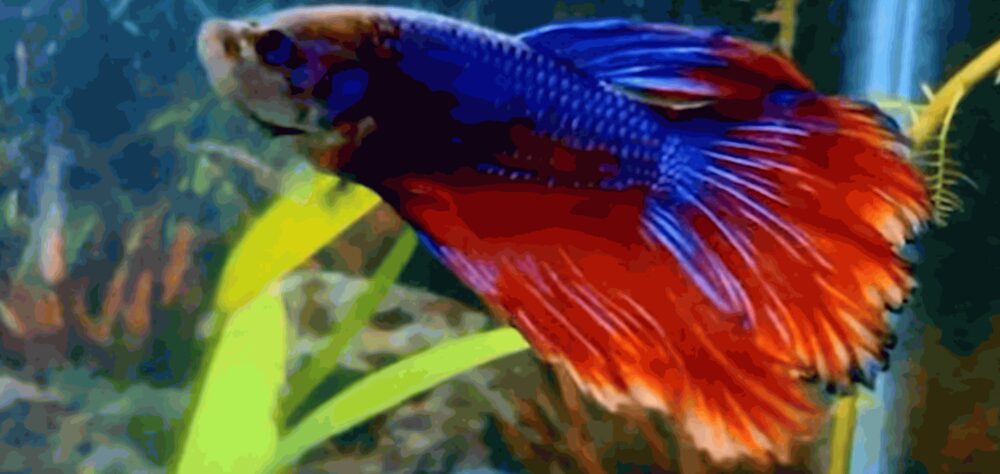 Top 10 Beautiful Types of Betta Fish
