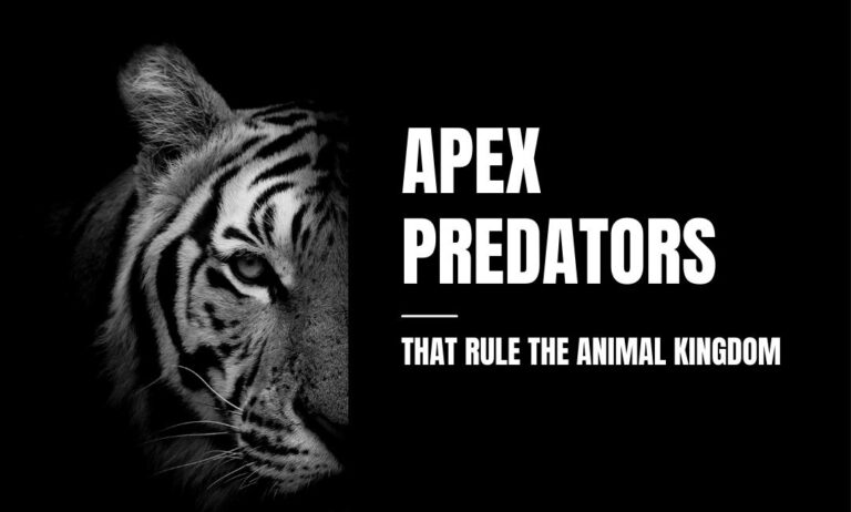Top 12 Apex Predators In The World - Nature's Assassins
