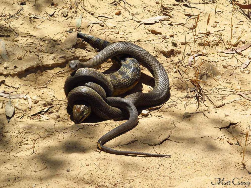Top 10 Most Poisonous & Dangerous Snakes In The World
