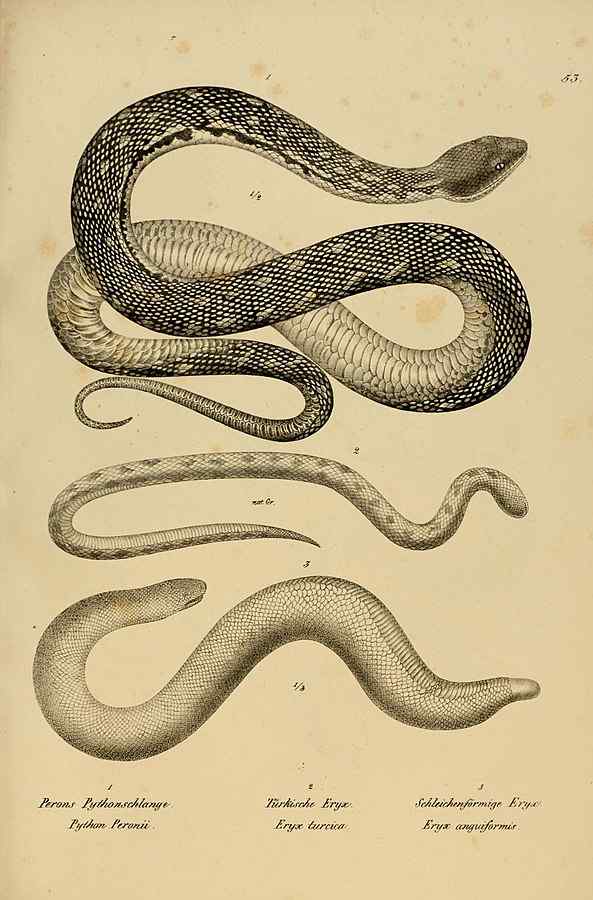 Top 10 Most Poisonous & Dangerous Snakes In The World