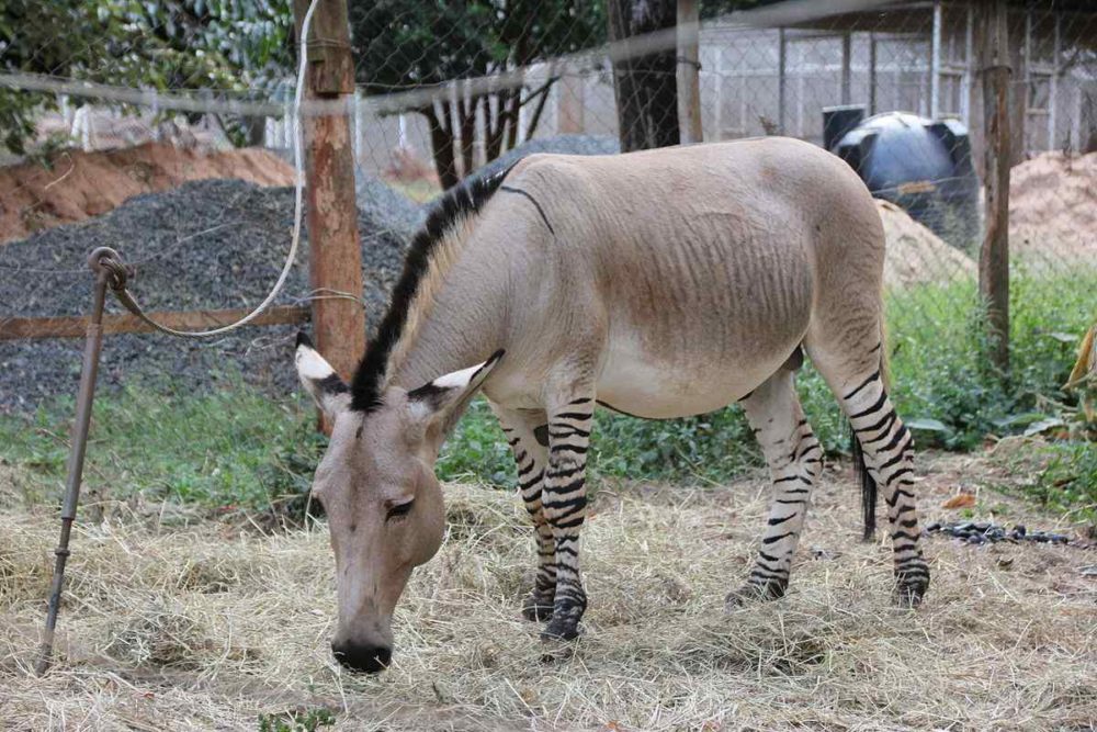 Top 10 Hybrid Animals In The World