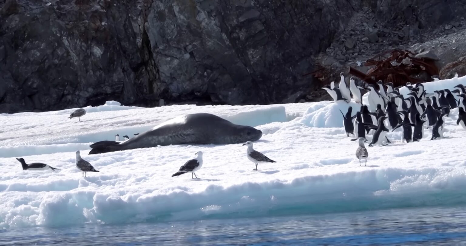 Top 12 Apex Predators In The World - Nature's Assassins