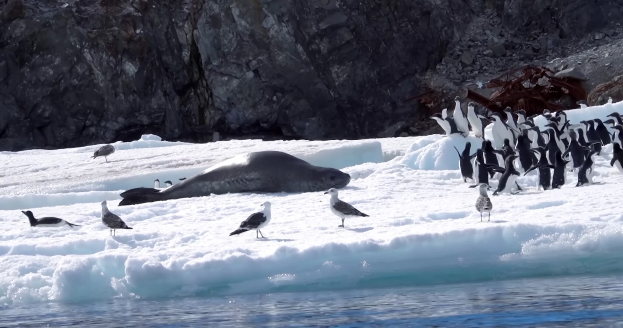 Top 12 Apex Predators In The World - Nature's Assassins