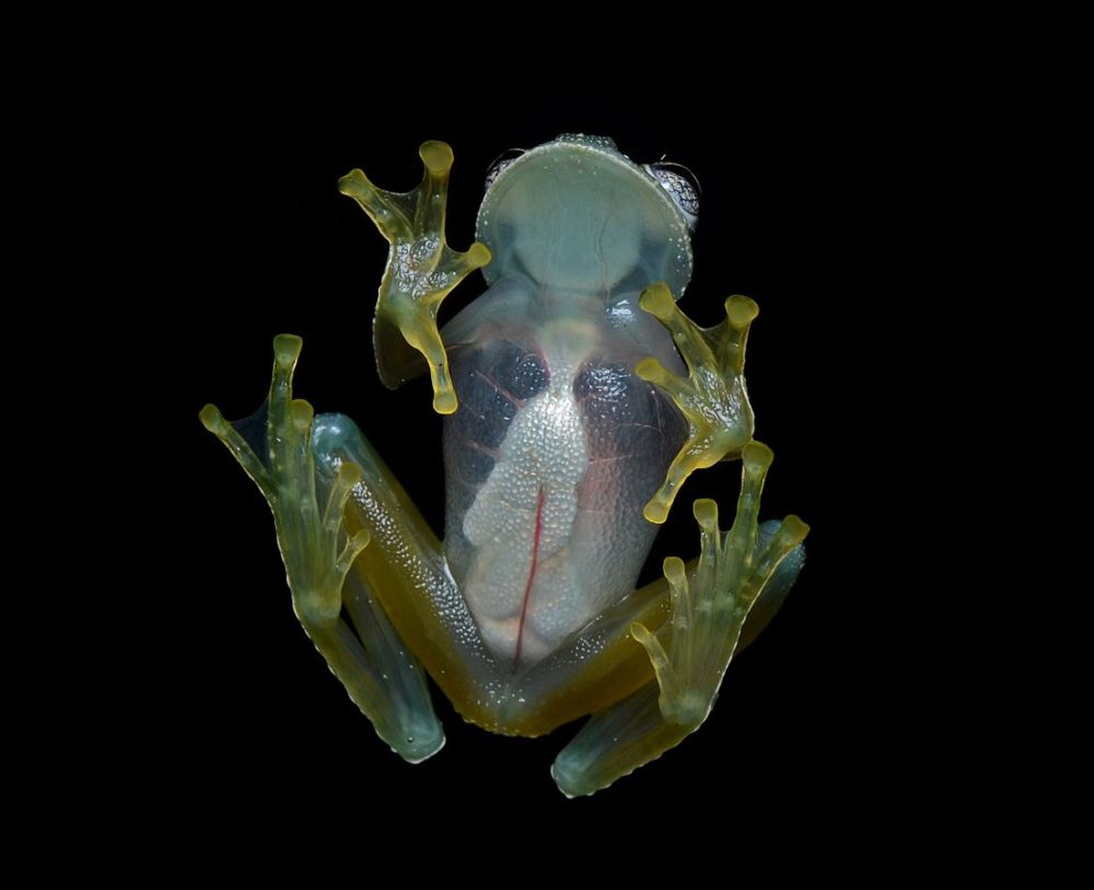 Top 10 Coolest Frog Species in the World