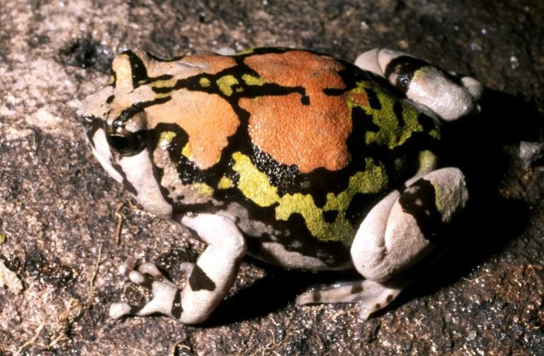 Top 10 Coolest Frog Species in the World