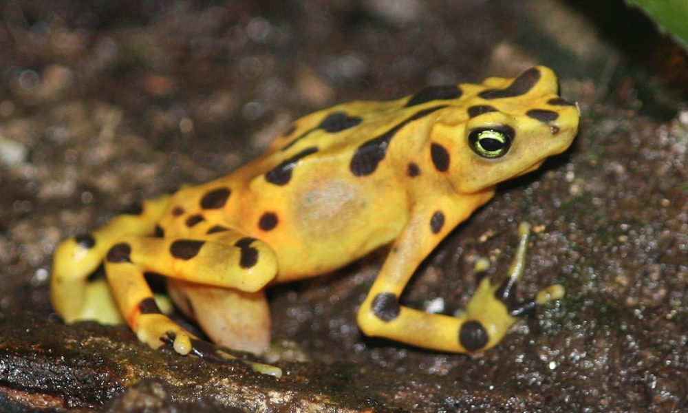 Top 10 Coolest Frog Species in the World