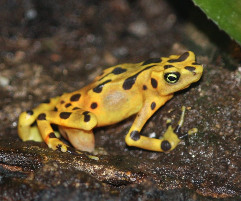 Top 10 Coolest Frog Species in the World