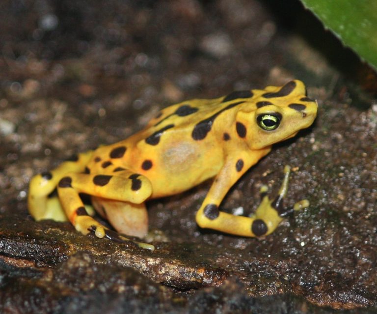 Top 10 Coolest Frog Species in the World