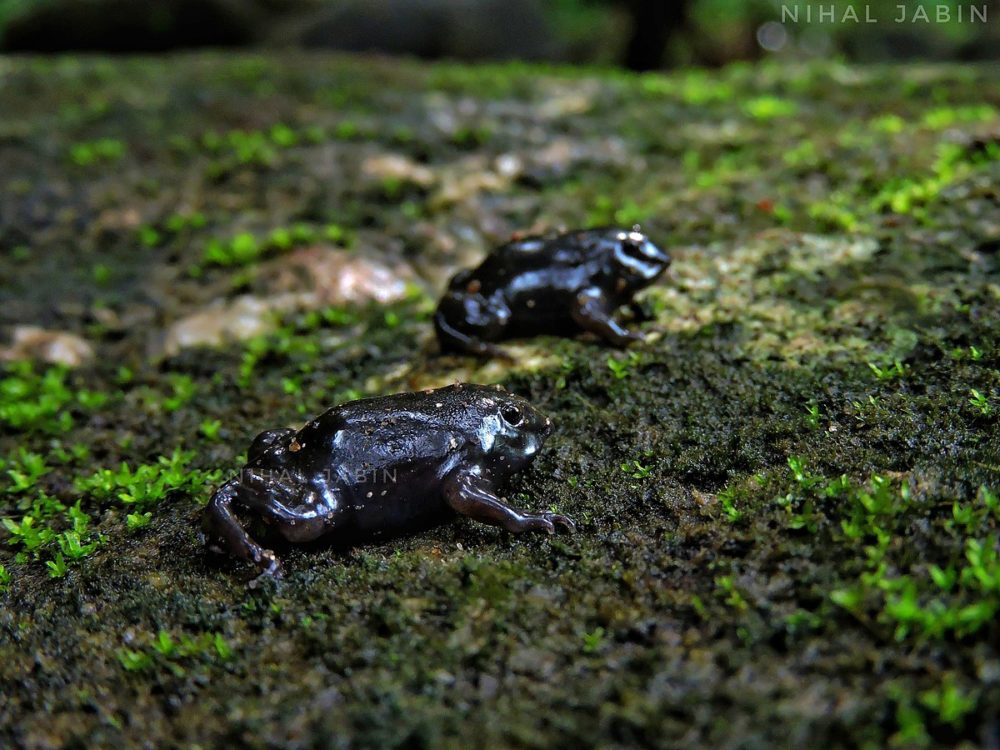 Top 10 Coolest Frog Species in the World