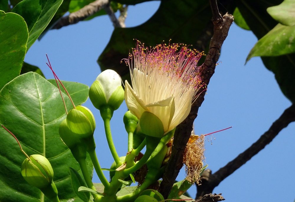 20 Beautiful Rare Flowers In The World