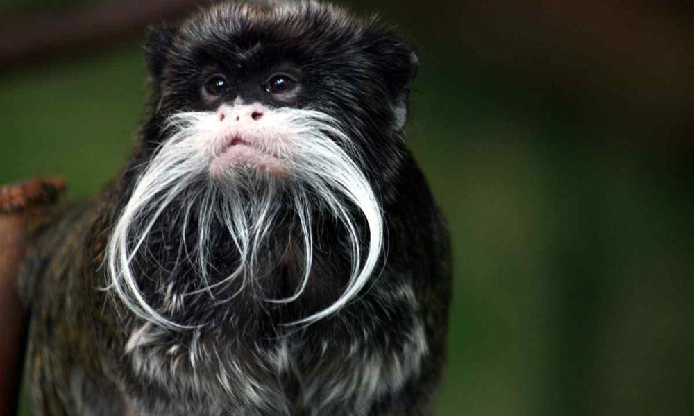 10 Unique Animals From Around The World
