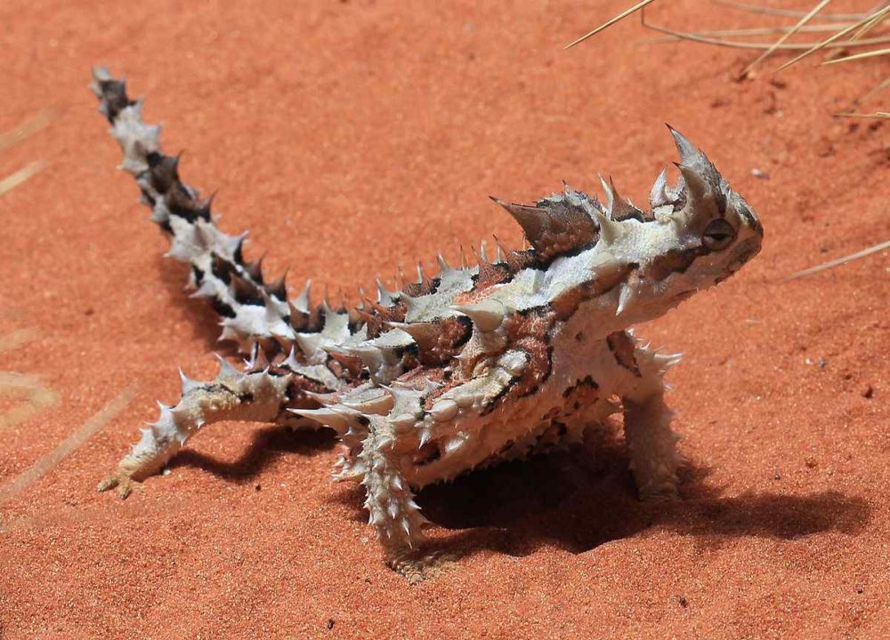 10 Unique Animals From Around The World