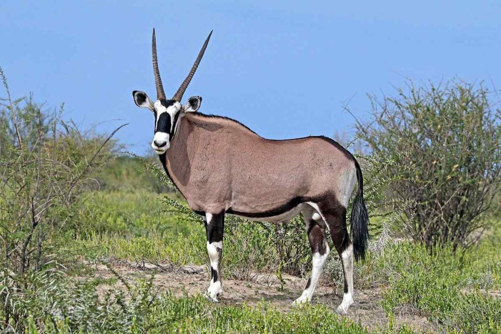 Top 10 Antelope Species in Africa