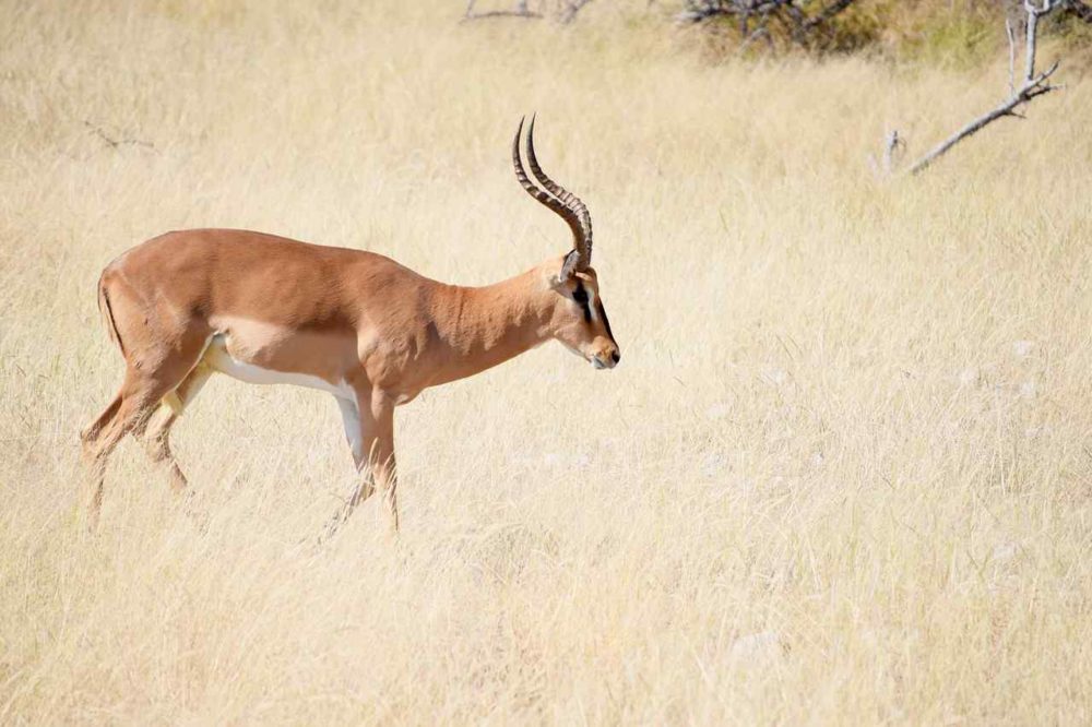 Top 10 Antelope Species in Africa