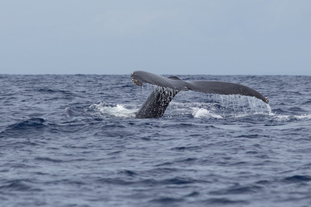 10 Best Whale Watching Locations In The World