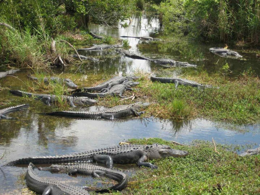 Top 10 Major Wetlands in the World