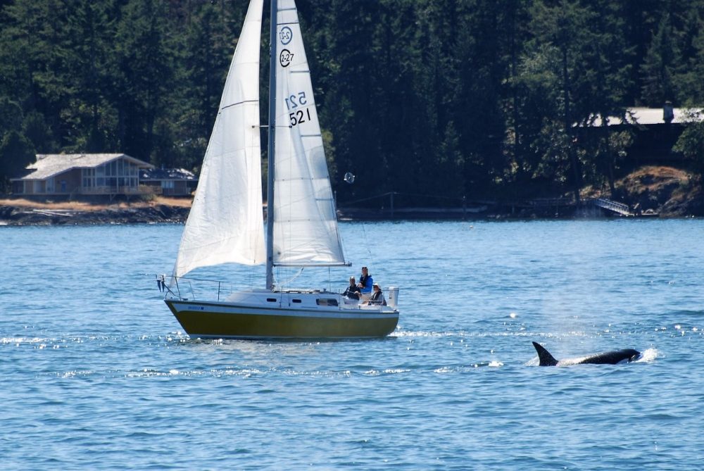 10 Best Whale Watching Locations In The World