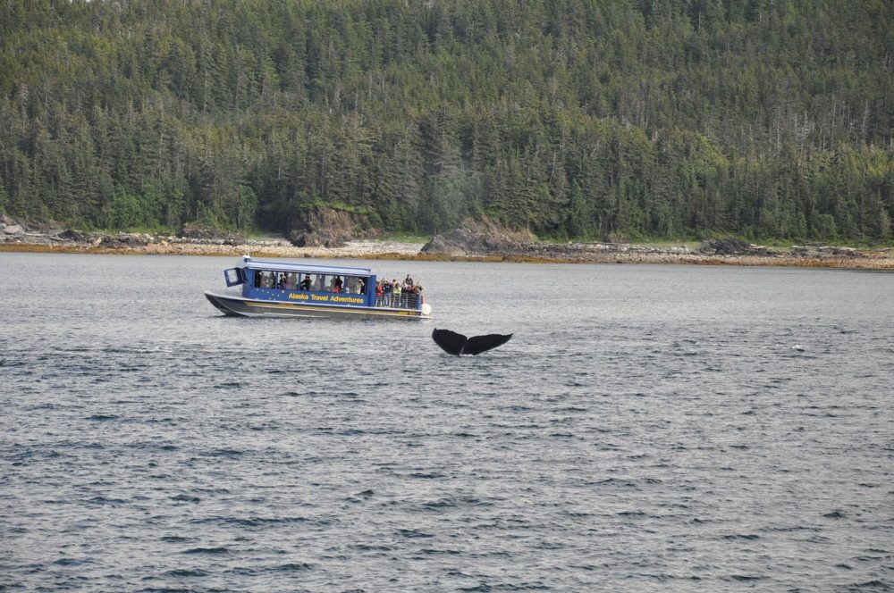 10 Best Whale Watching Locations In The World