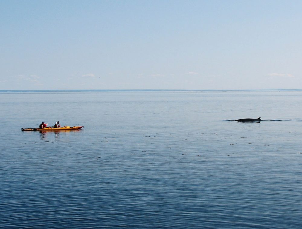 10 Best Whale Watching Locations In The World