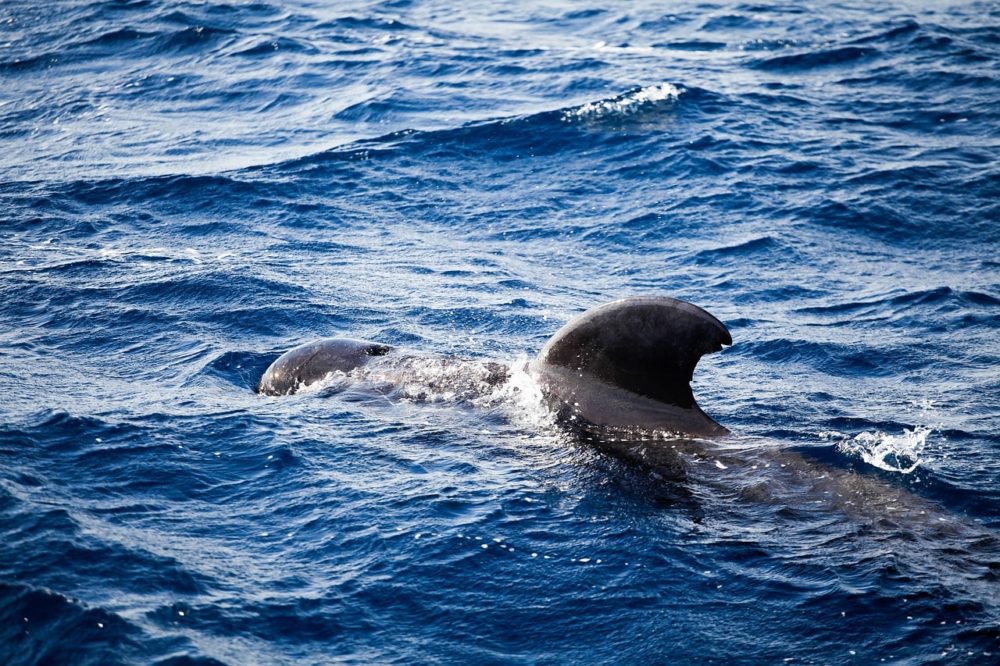 10 Best Whale Watching Locations In The World