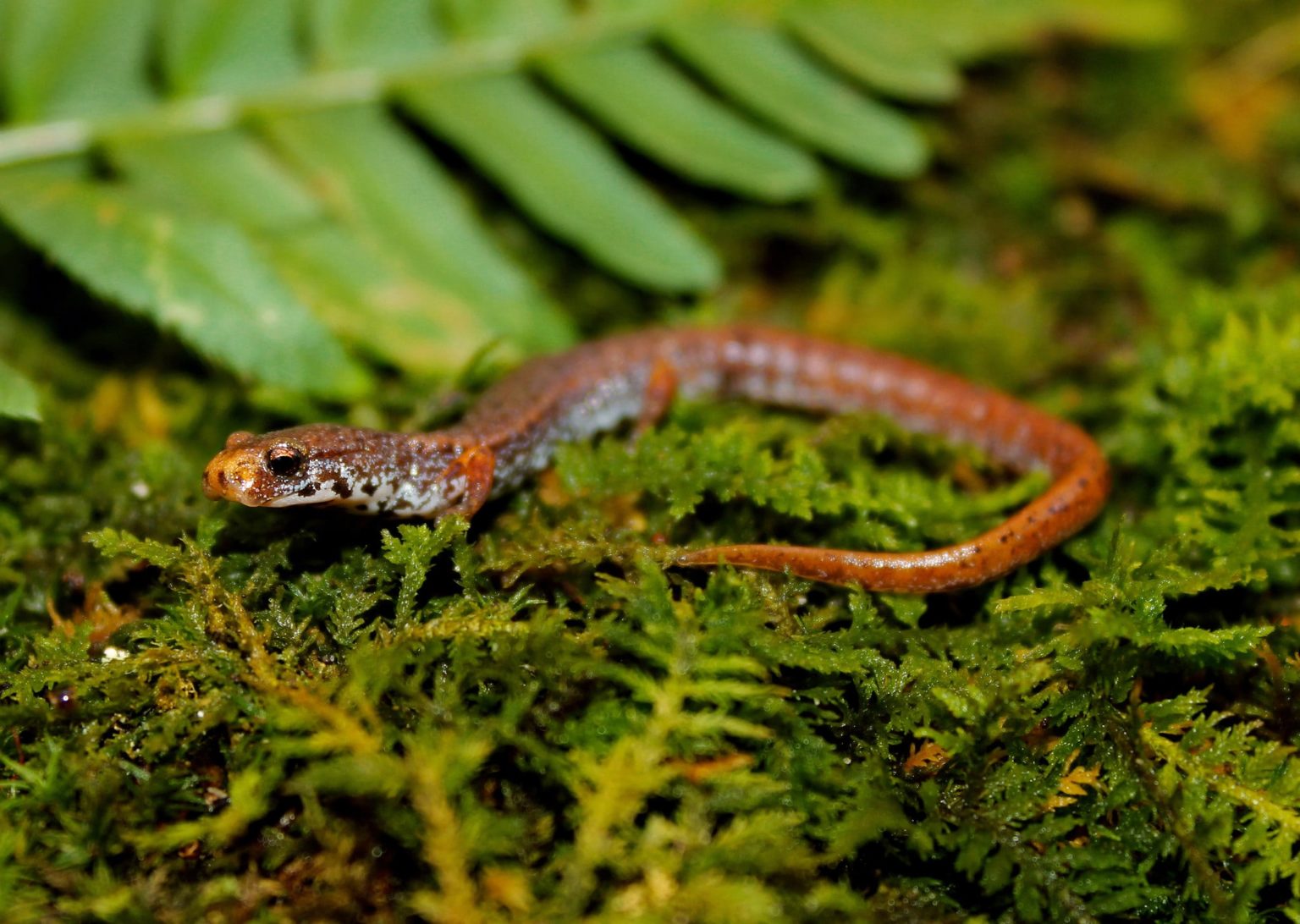 Top 12 Smallest Animals In The World