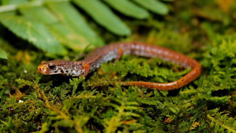 Top 12 Smallest Animals In The World