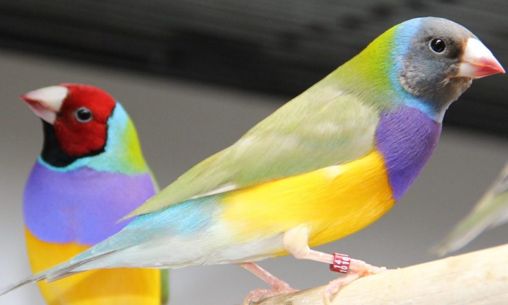 10 Most Colorful Animals In The World