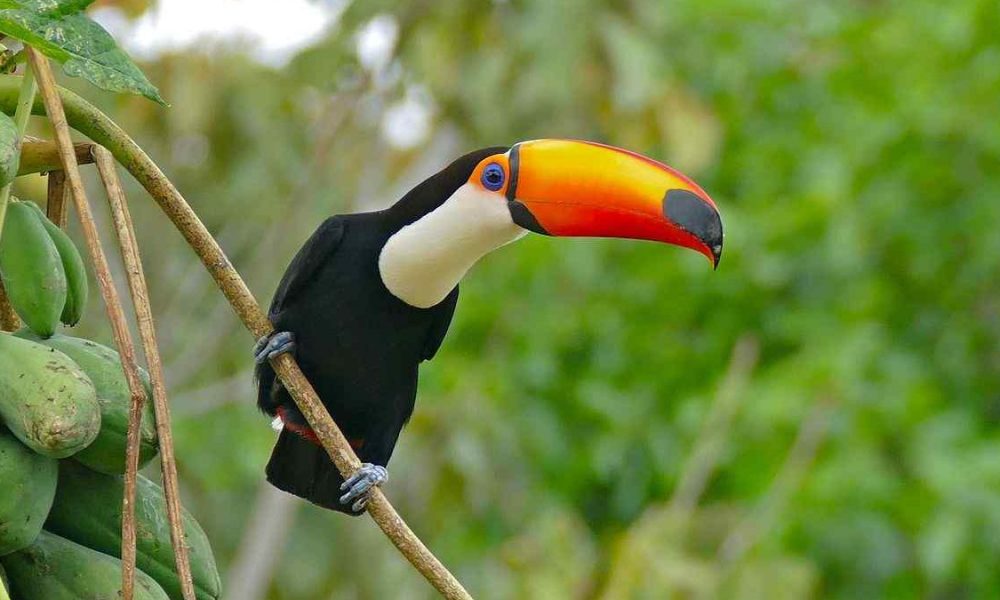 11 Birds With Most Amazing Beaks