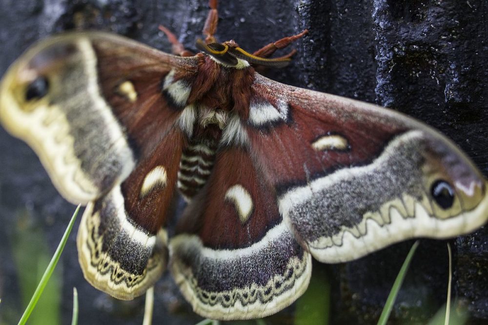 Top 10 Most Beautiful Moth Species