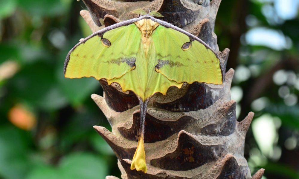 Top 10 Weirdest Moth Species