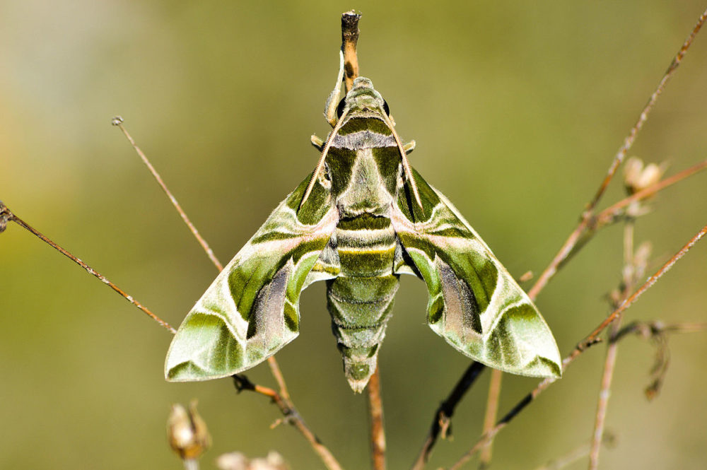 Top 10 Most Beautiful Moth Species