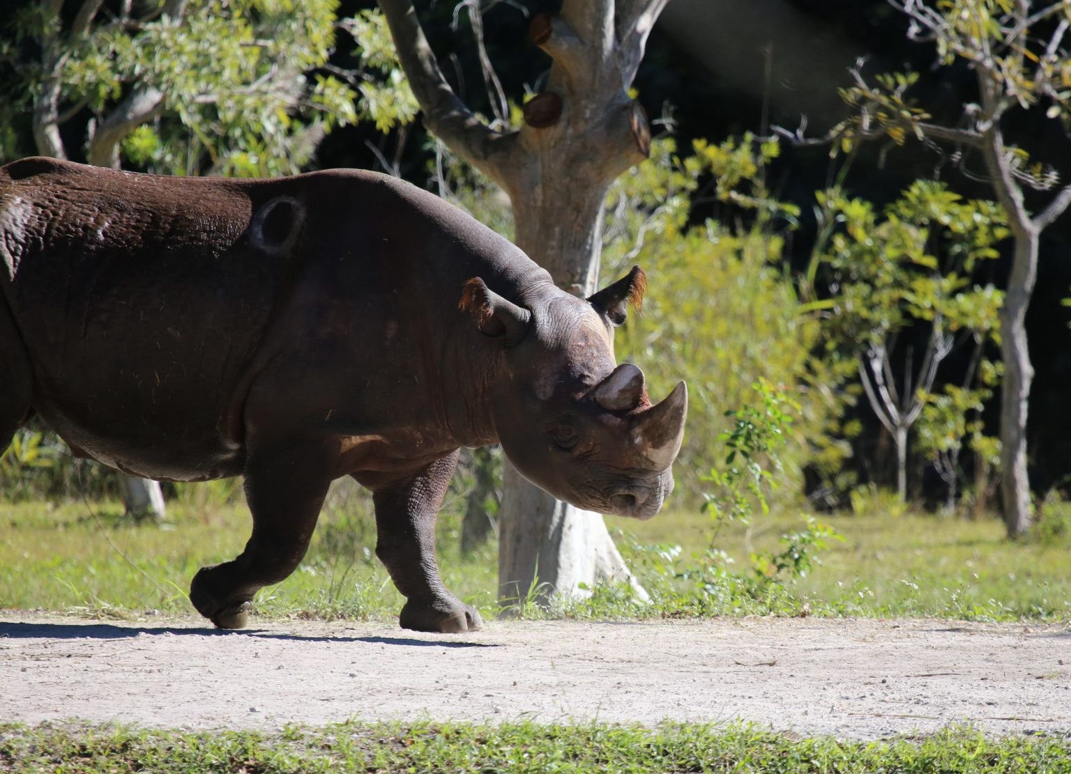 10 Extinct Animals Of Planet Earth